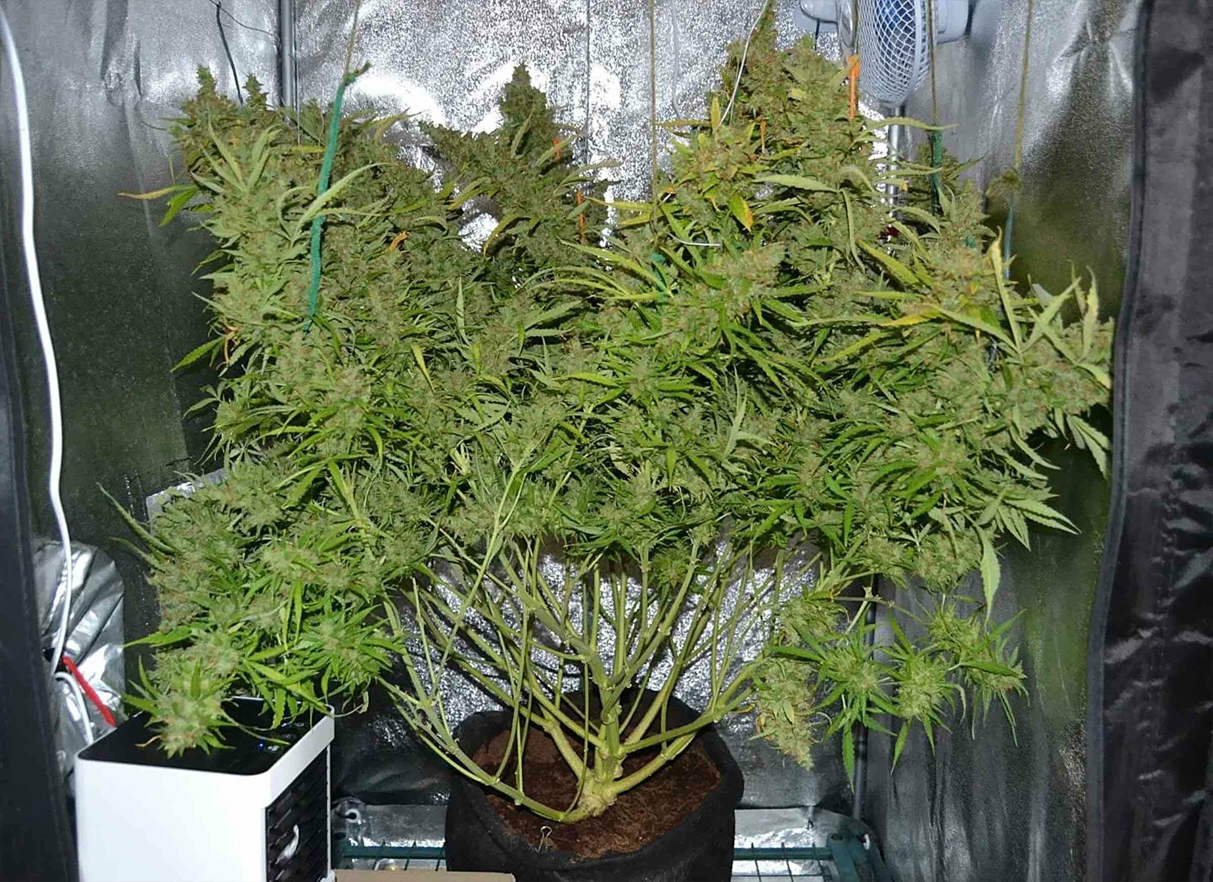Auto Banana Blaze od Dutch Passion - Recenzja - Blog Konopny THC-THC ...
